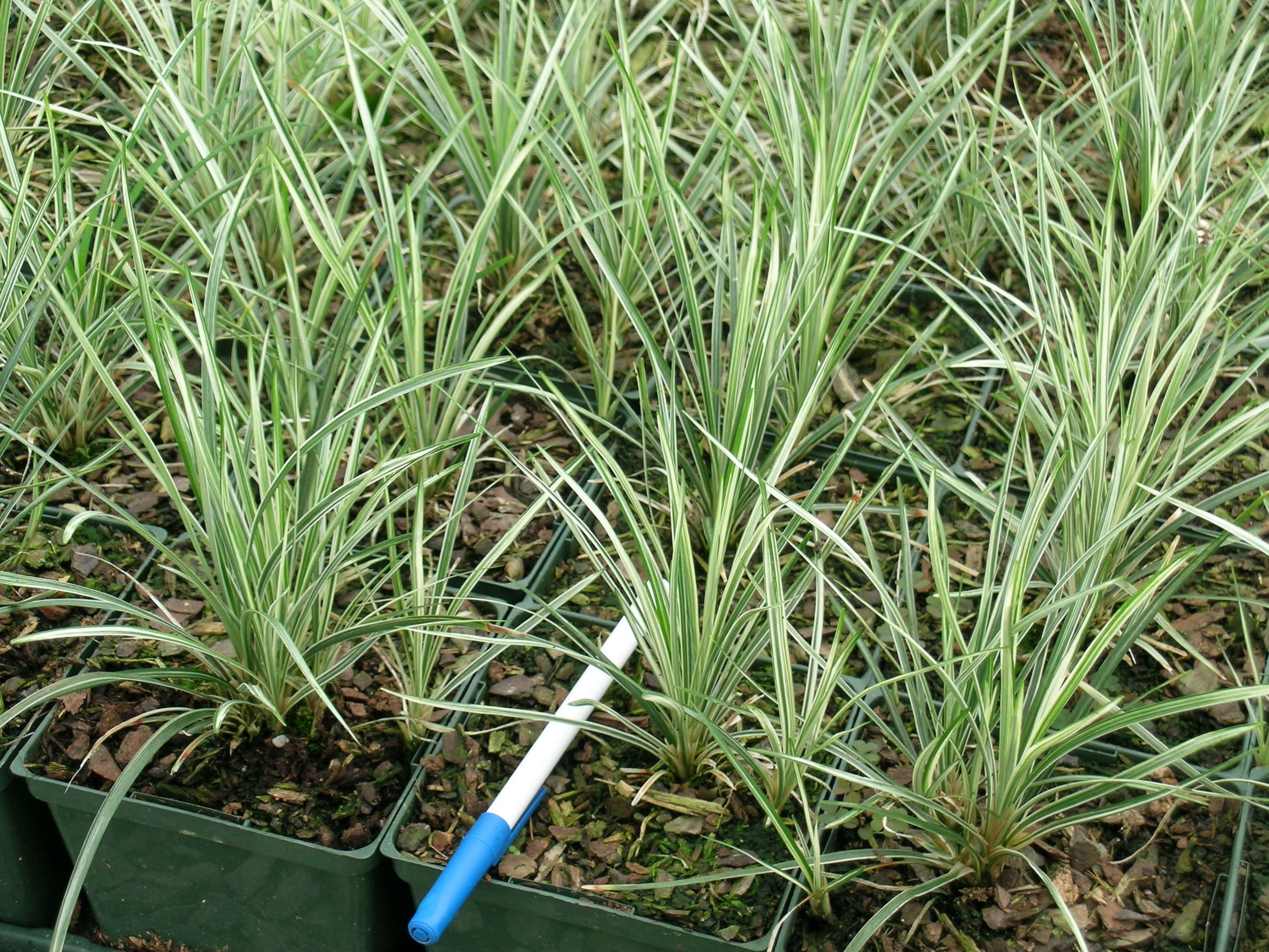 Mondo Variegated 001 - Copy - Hanover Farms